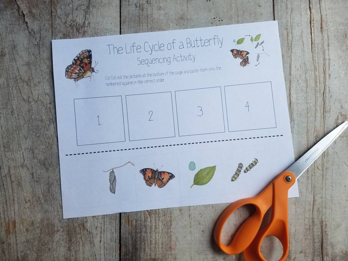 Life Cycle of a Butterfly Sequencing Activity and Matching - Etsy