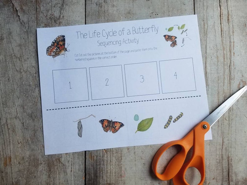 Life Cycle of a Butterfly Sequencing Activity and Matching - Etsy