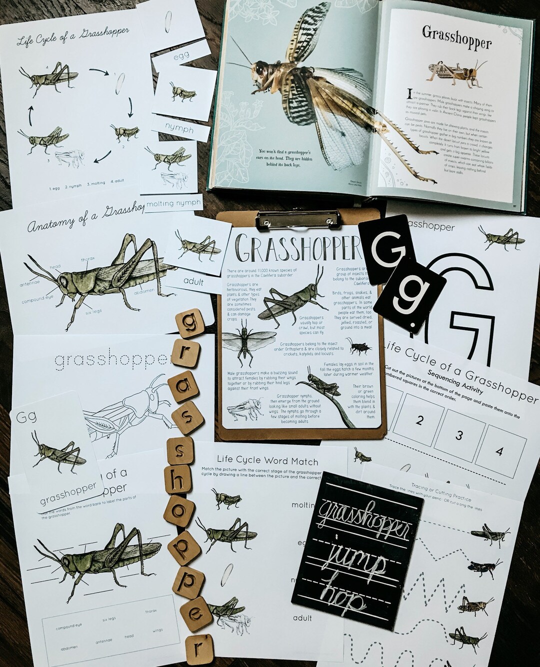 Grasshopper Mini Nature Study - Etsy