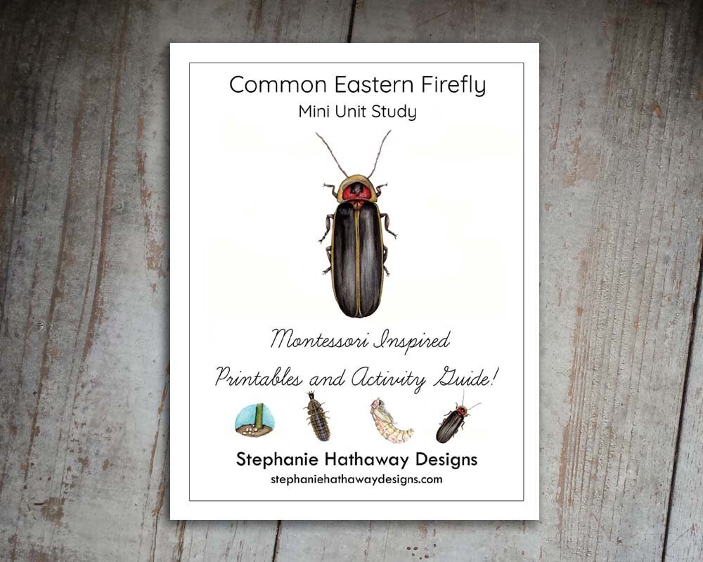Firefly Unit Study Bundle - Etsy