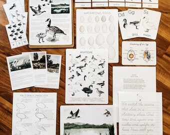 Waterfowl & Waterbirds Unit: Classroom Materials, Homeschool Unit Study ...