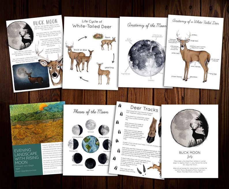 Summer Full Moon Bundle - Etsy
