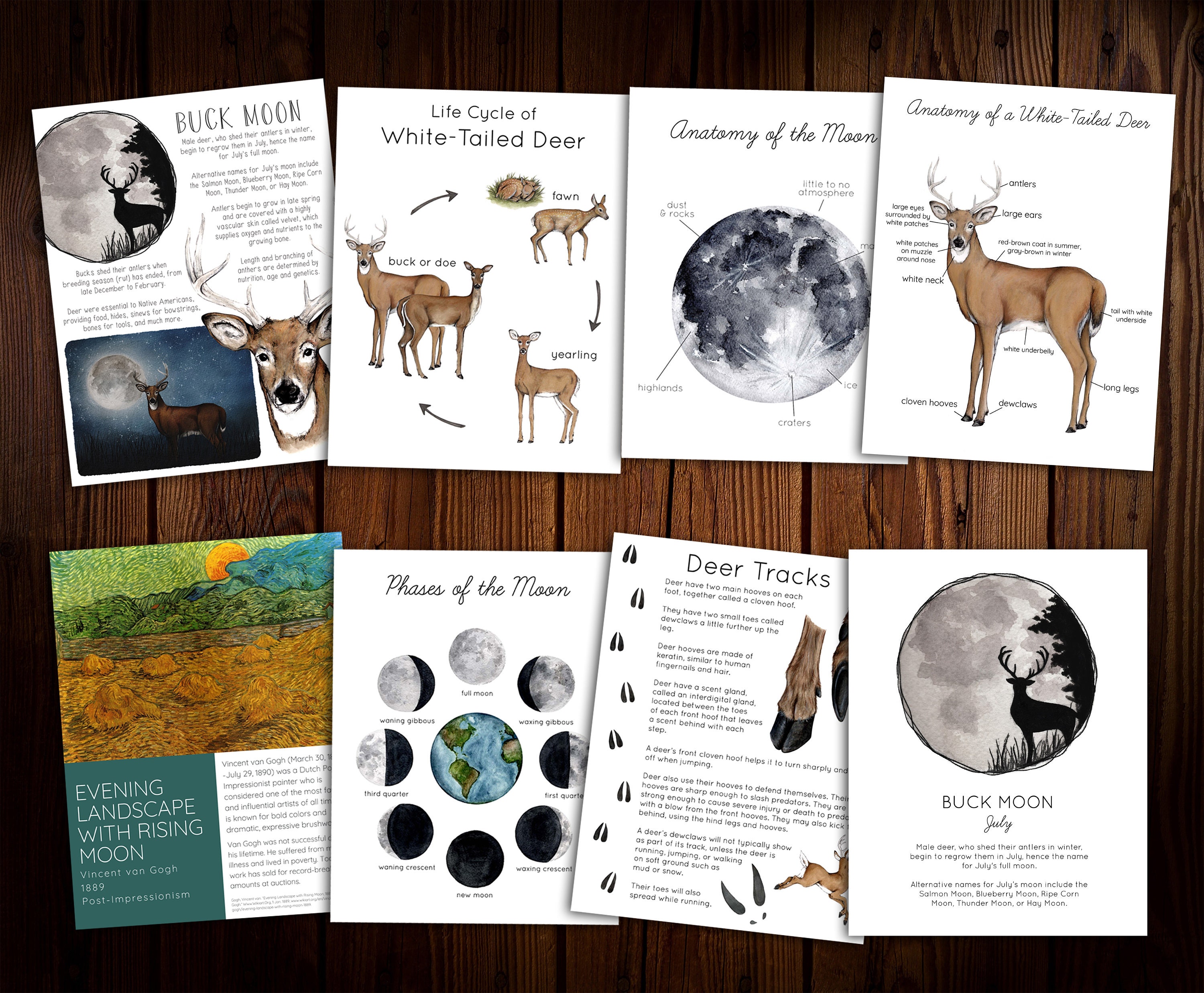 Summer Full Moon Bundle — Stephanie Hathaway Designs