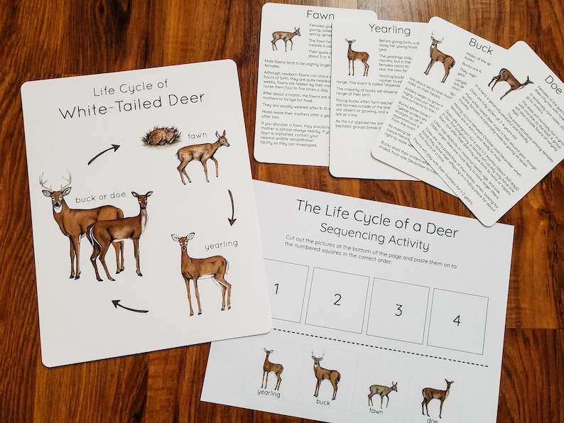 White-tailed Deer Unit Study Bundle | Etsy UK