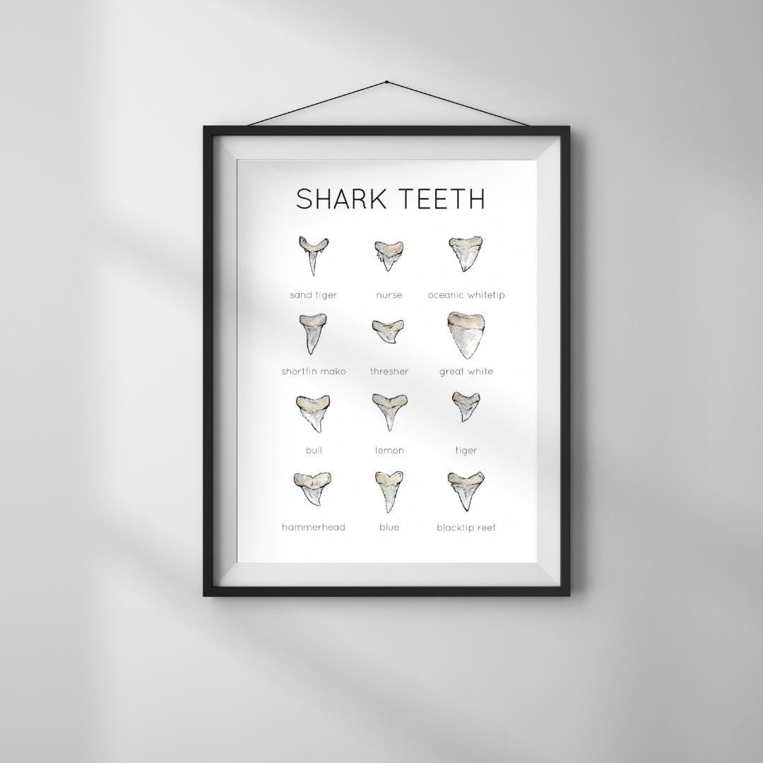 Shark Teeth Poster/art Print - Etsy