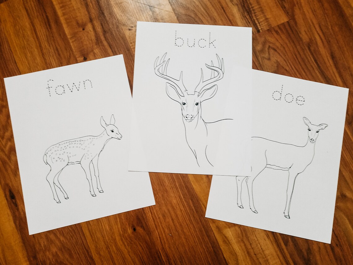 White-tailed Deer Unit Study Bundle - Etsy