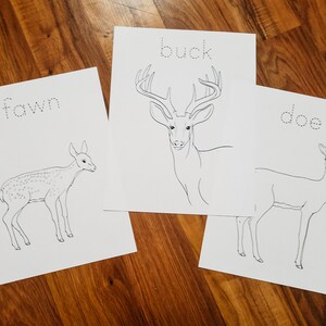 White-tailed Deer Unit Study Bundle - Etsy