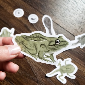 Frog Life Cycle Sticker Pack Set of 7 - Etsy