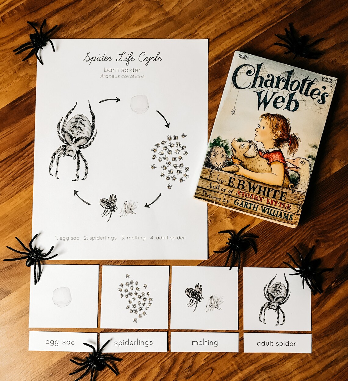 Spider Nature Study - Etsy