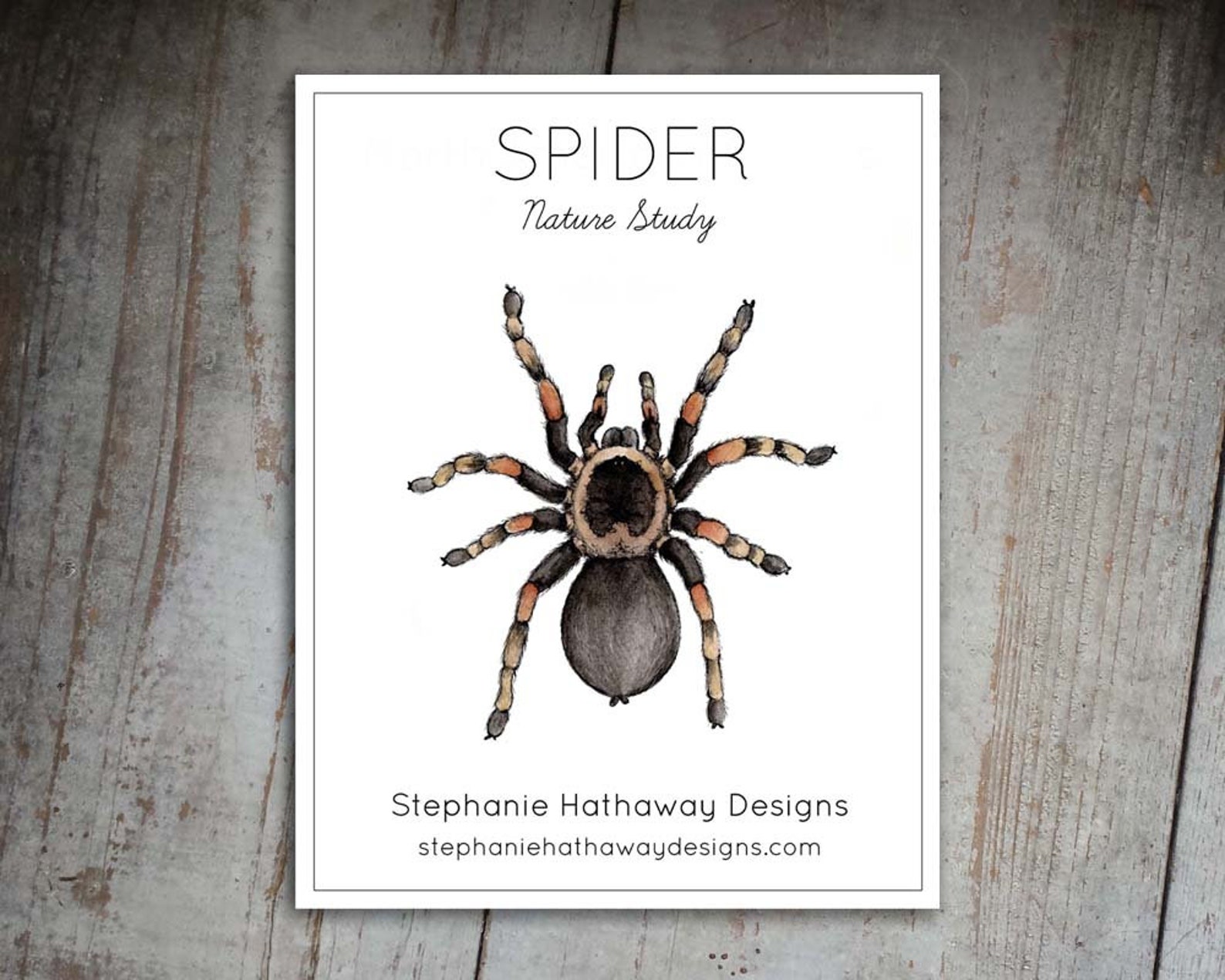 Spider Nature Study - Etsy