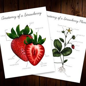 Strawberry Mini Nature Study - Etsy