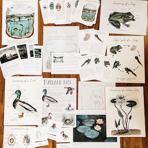 Pond Unit Study Physical Bundle - Etsy