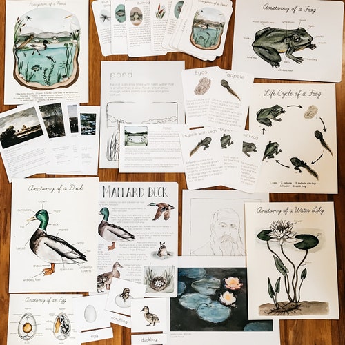 MINI Pond Unit Study Physical Bundle - Etsy
