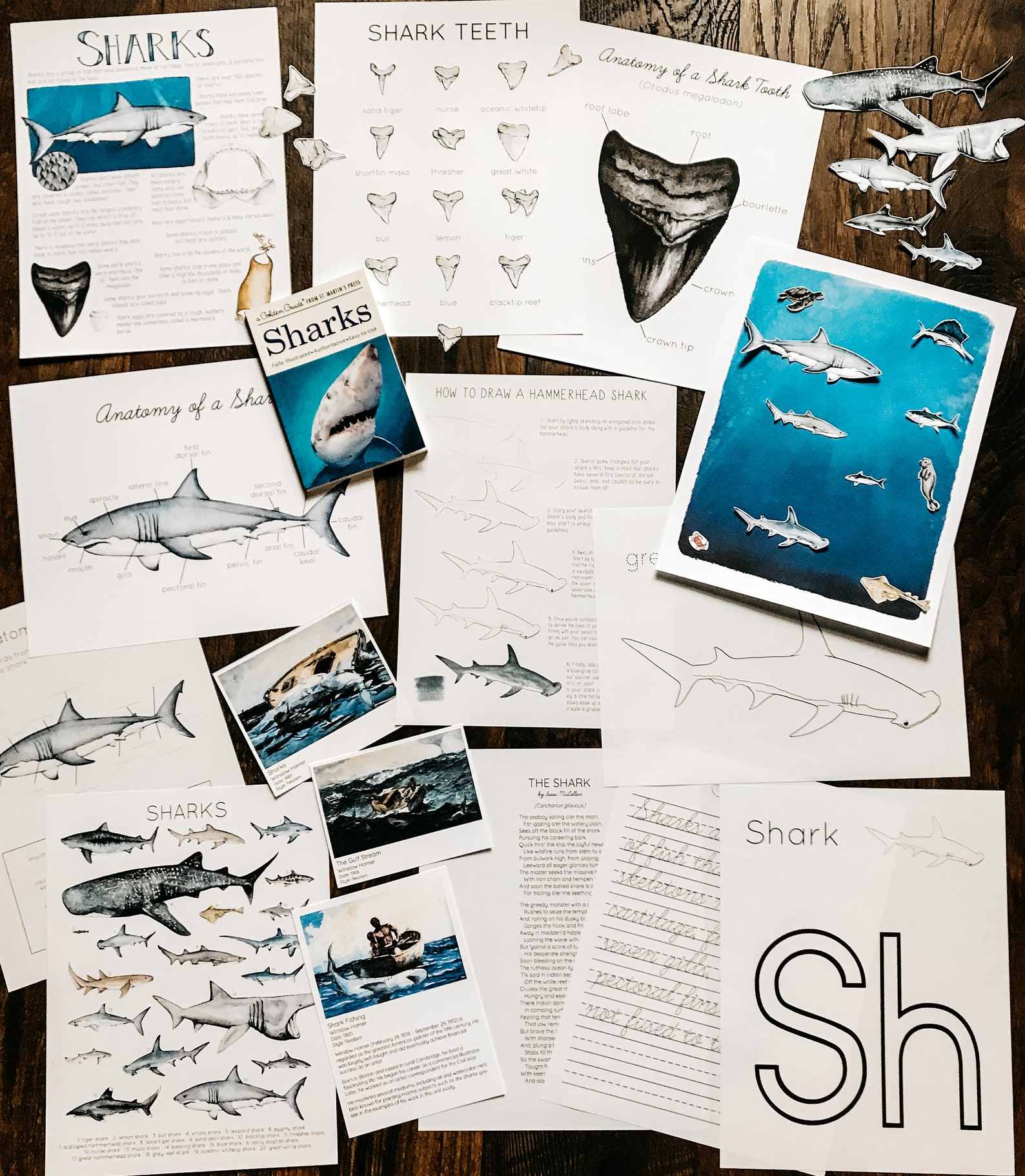 Sharks Unit Study - Etsy