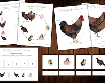 Chicken Study Printable Homeschool Worksheets Nature Study Charlotte ...