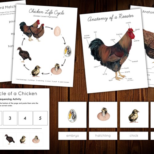 Chicken Study Bundle Nature Study Charlotte Mason Homeschool - Etsy