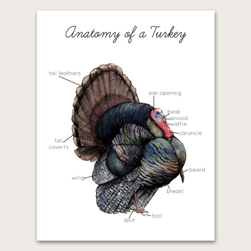 Wild Turkey Anatomy Poster/art Print - Etsy