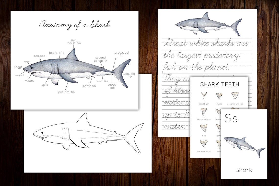 Shark Mini Nature Study - Etsy