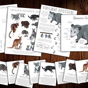 Marsupial Unit Study - Etsy