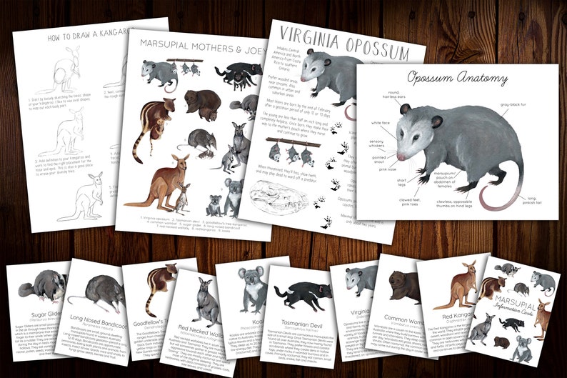 Marsupial Unit Study - Etsy