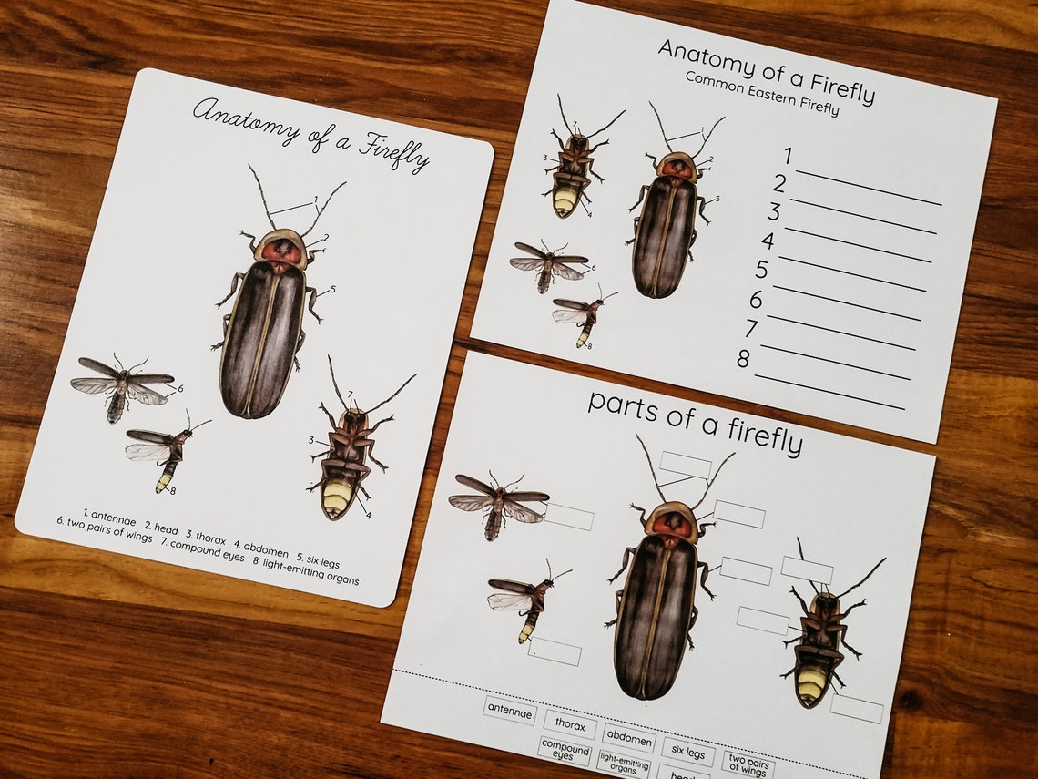 Firefly Unit Study Bundle - Etsy