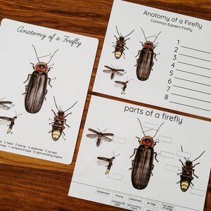 Firefly Unit Study Bundle - Etsy