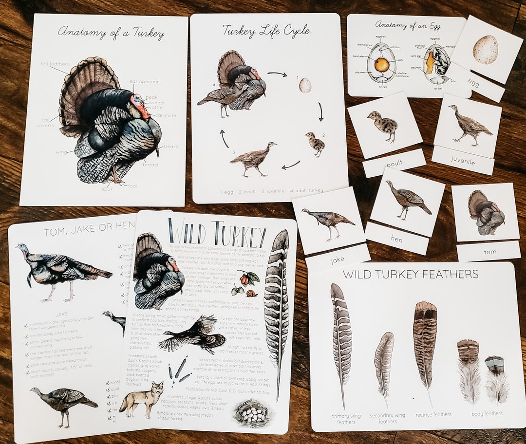 Wild Turkey Unit Study Physical Bundle - Etsy