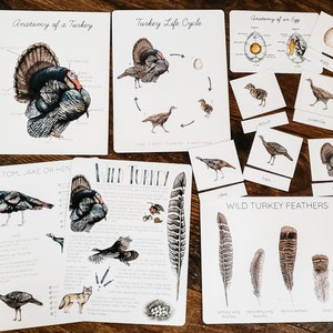 Wild Turkey Unit Study Physical Bundle - Etsy