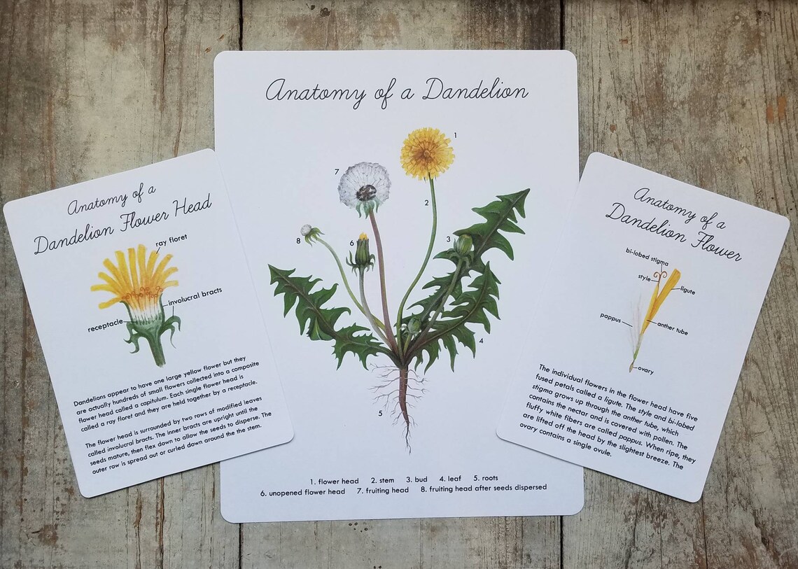 Dandelion Mini Unit Study Bundle - Etsy