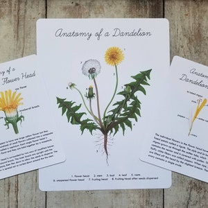 Dandelion Mini Unit Study Bundle - Etsy