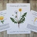 Dandelion Mini Unit Study Bundle - Etsy