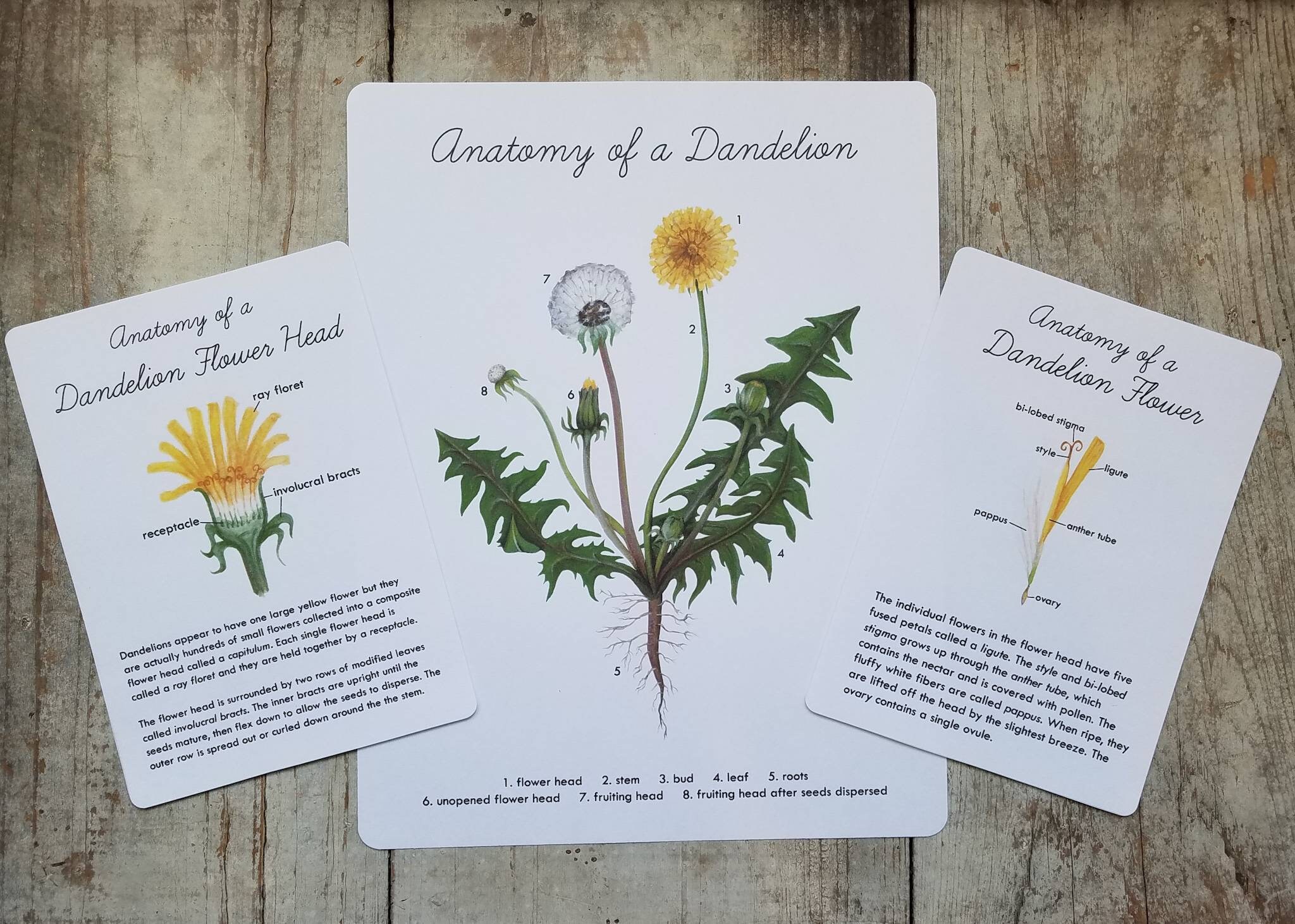 Dandelion Mini Unit Study Bundle - Etsy