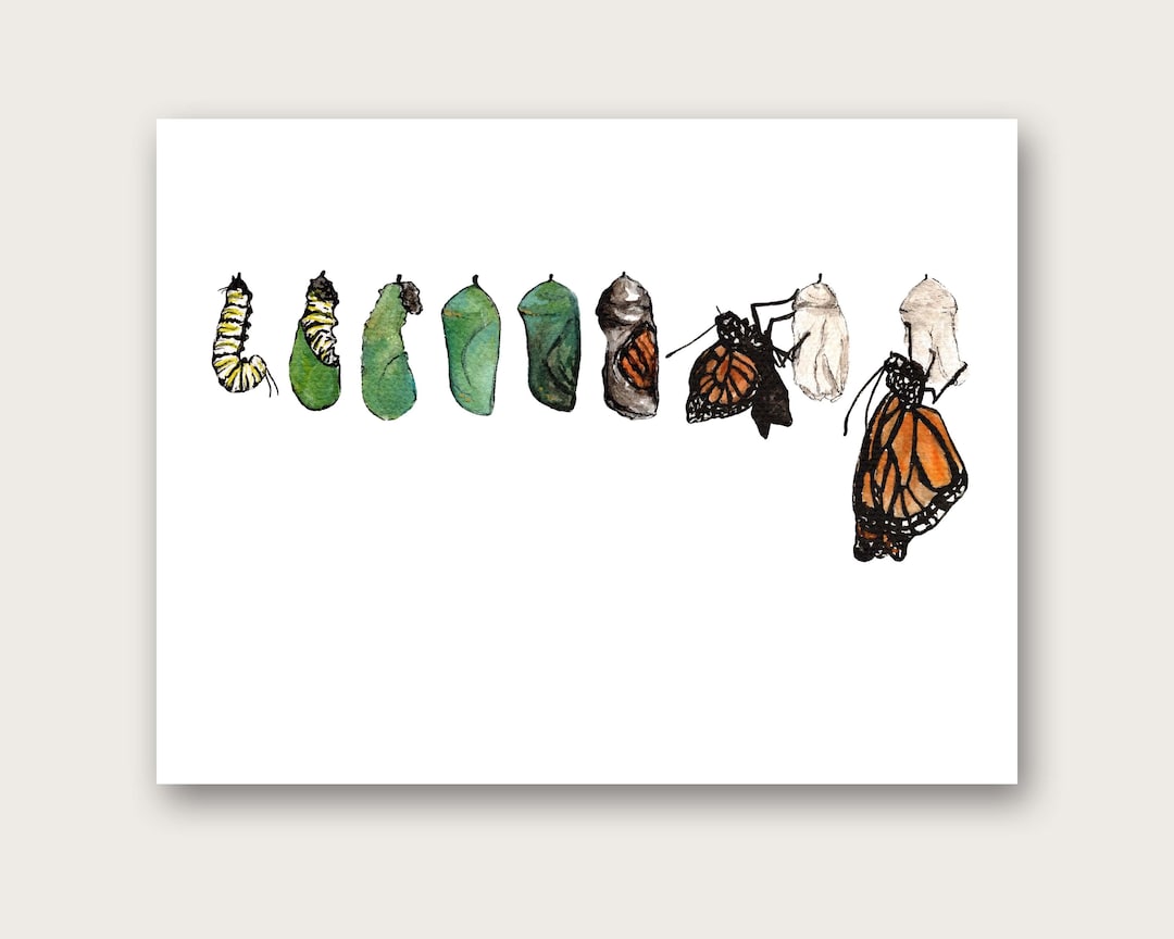 Monarch Butterfly Metamorphosis Art Print - Etsy