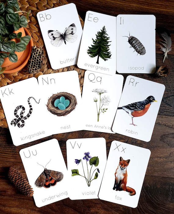 Backyard Nature Alphabet Flashcards - Etsy