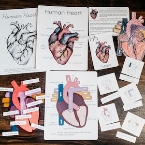 Human Heart Mini Study - Etsy