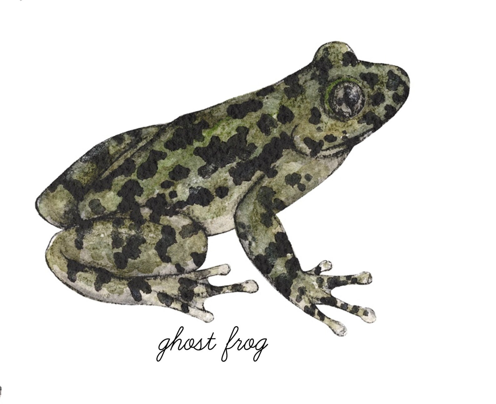 Ghost Animals Unit Study - Etsy