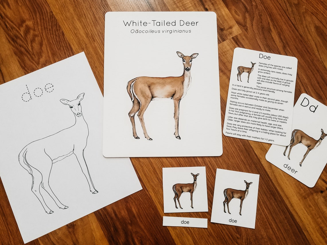 White-tailed Deer Unit Study Bundle - Etsy