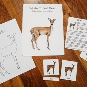 White-tailed Deer Unit Study Bundle - Etsy