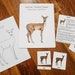 White-tailed Deer Unit Study Bundle - Etsy
