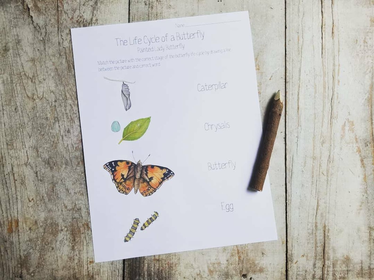 Life Cycle of a Butterfly Sequencing Activity and Matching - Etsy