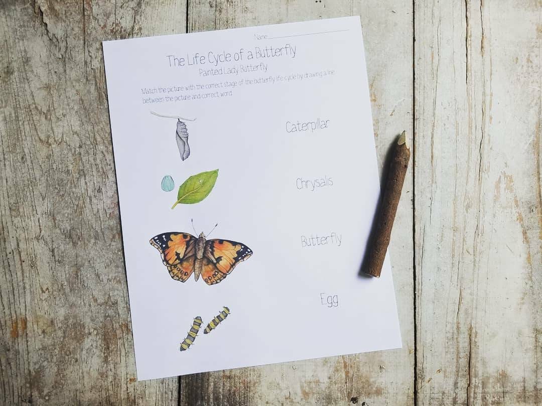 Life Cycle of a Butterfly Sequencing Activity and Matching - Etsy