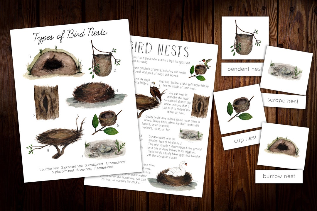 Bird Nests Mini Nature Study - Etsy