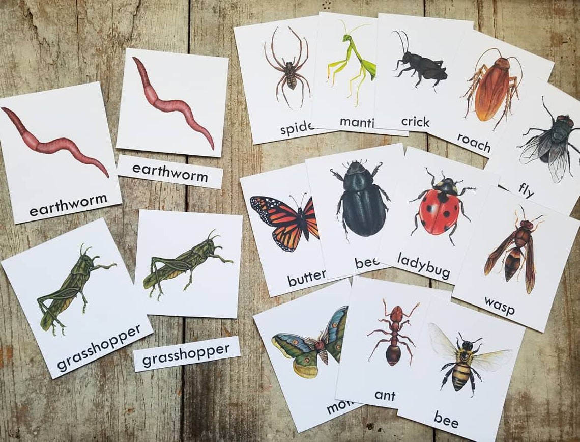 Bug Preschool/early Education Bundle - Etsy