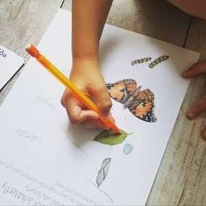 Painted Lady Butterfly Unit Study Bundle - Etsy