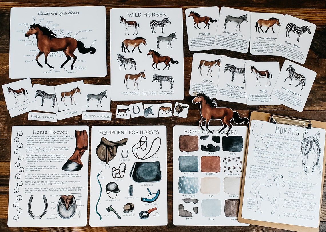Horse Unit Study Physical Bundle - Etsy