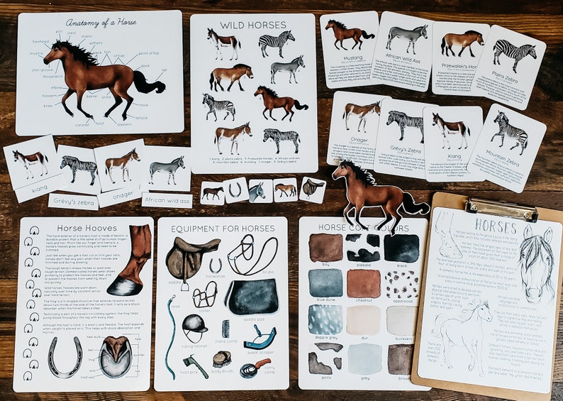 Horse Unit Study Physical Bundle - Etsy