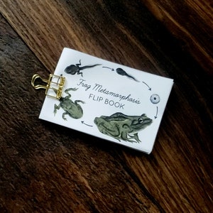 Frog Life Cycle Flip Book - Etsy
