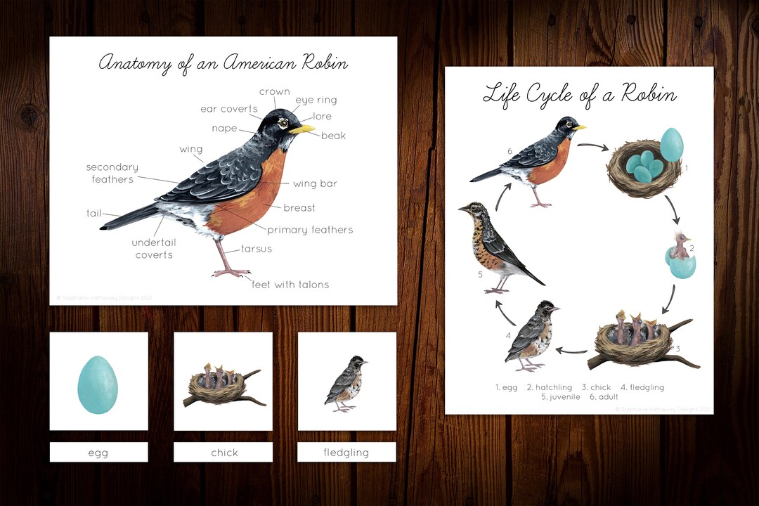 American Robin Mini Nature Study - Etsy