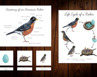 American Robin Life Cycle Pack Homeschool Printable 3-part Cards Nature ...
