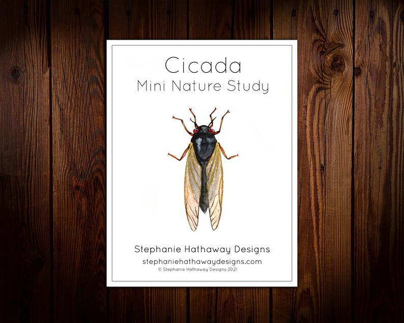 Cicada Mini Nature Study - Etsy